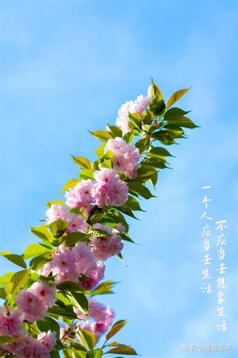 毕业季（二） 愿此去前程似锦，再逢依旧如故！ 知乎