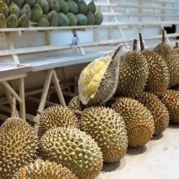 马来西亚榴莲过剩每天2吨榴莲加工成果泥 进行 供应 国际