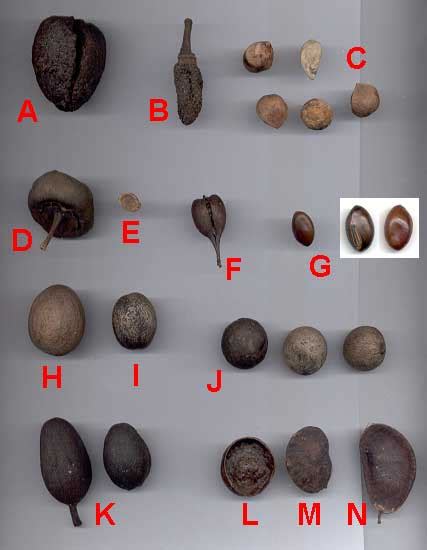 Tree Id Study Cards Dave Hanson Tree Identification T Vrogue Co