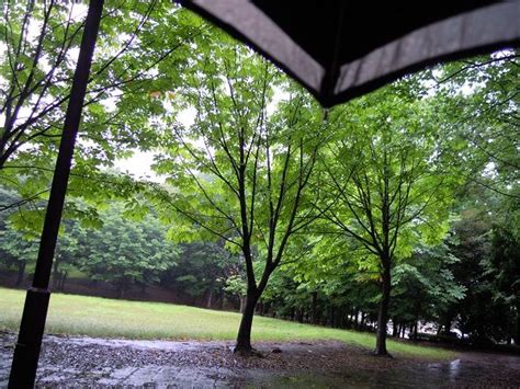 青梅雨好きだな 写真俳句Ryo 俳句 山野草 楽天ブログ