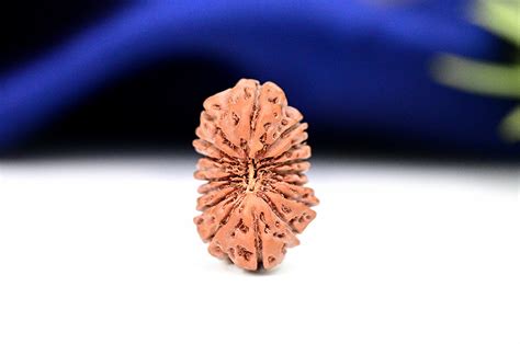 Seventeen Mukhi From Java Indonesia XC