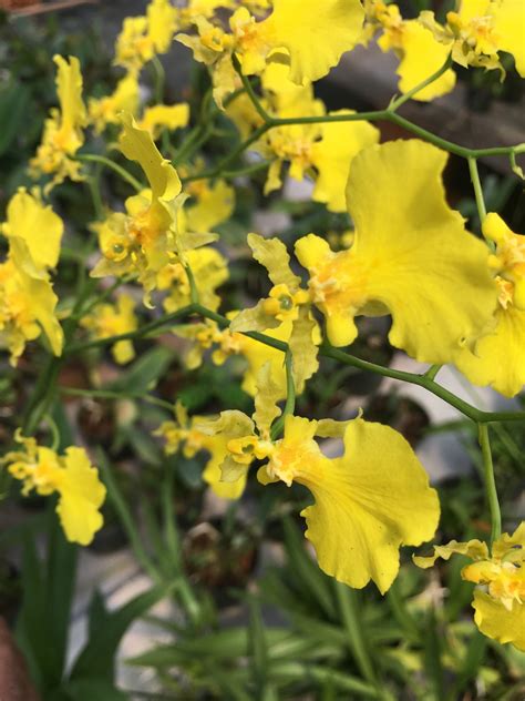 Oncidium Orquidário Feiticeira