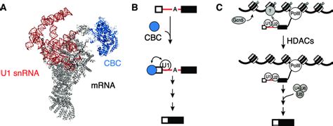Cap Binding Complex Aids In U1 Recruitment A The Structure Of The Download Scientific