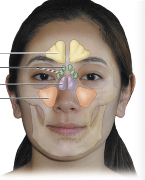 Diagram 14 Diagram Quizlet