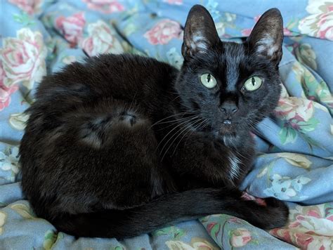 Spring Void Rblackcats