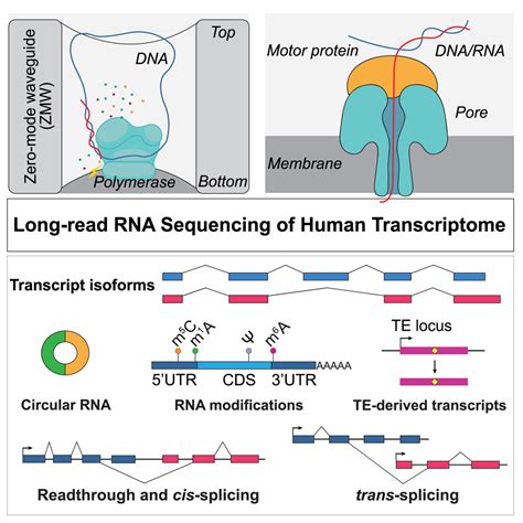Long Read Rna Sequencing A Transformative Technology For Exploring