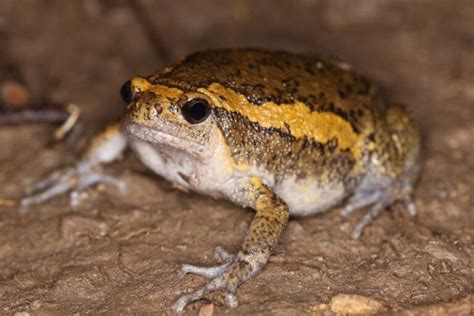 Burmese Chubby Frog Care Guide Lifespan Diet Pictures And More