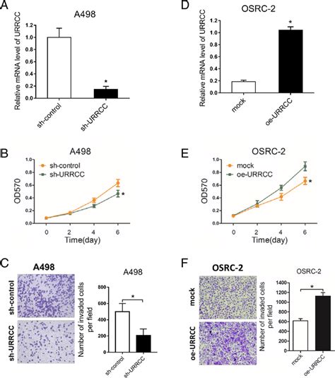 Urrcc Promotes The Development Of Progression In Ccrcc Cell Lines A