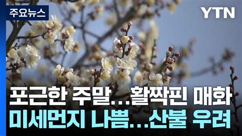 날씨 주말 따뜻한 봄 날씨 청계천 활짝 핀 매화 YTN YouTube