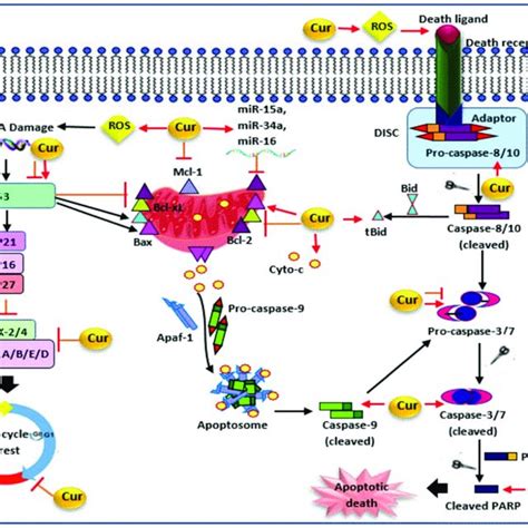 The Modulatory Effect Of Curcumin On The Mapk Pathway Curcumin Exerts Download Scientific