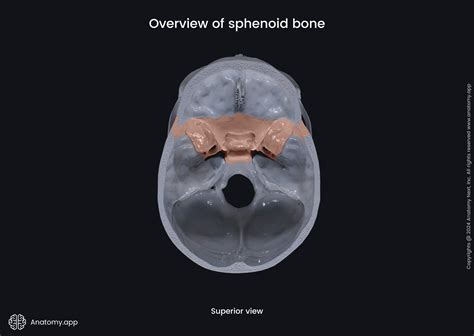 Overview Of Sphenoid Superior View Media Library Anatomyapp