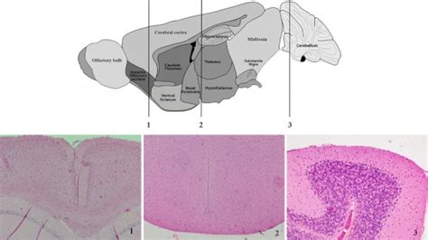 Representative Paraffin Mayers Hematoxylin And Eosin Stain Sections Download Scientific