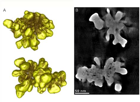 Figure S14 A And B 3d Stem Tomographic Reconstruction Of Two