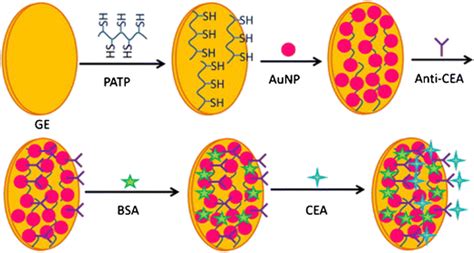 Schematic Illustration Of Fabrication Of Label Free Immunosensor Based