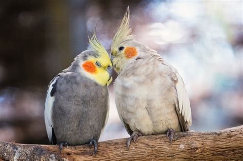 Cockatiel Facts And Beyond Biology Dictionary