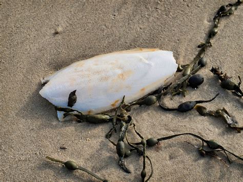 The Outer Banks Unique Beachcombing Experience Love The Outerbanks