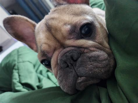 프렌치 불독 만두 보라 강아지 책임분양 아이조아 유기방지입양 파양 강아지보호소 고양이보호소 무료분양센터