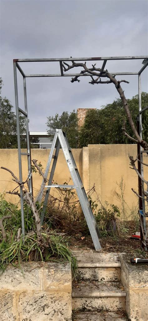 Summer Pruning Jgs Roses