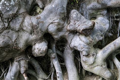 Roots Nodules Tree Free Photo On Pixabay Pixabay