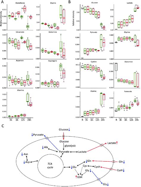 Biochemical Interpretation Of The Metabolomic Profiling A And B Box Download Scientific