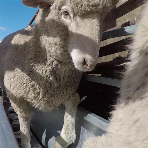 Project Realtime Sheep Detection With Yolov8 Roboflow Universe