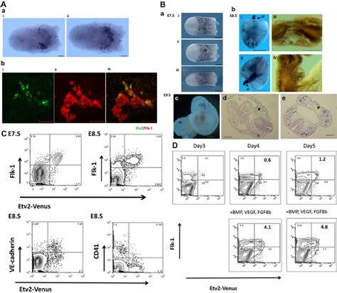 etv2 expression in developing mouse embryos aa etv2 is first