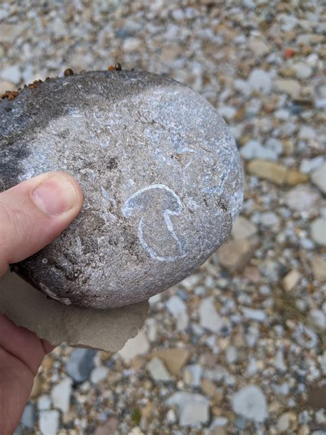 Fossilized Mushroom Rfossilhunting