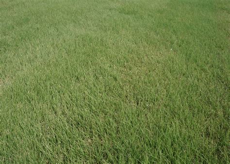 Density Buffalo The Grass Outlet