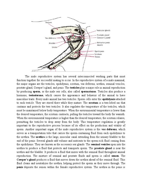 Anatomy And Functions Of The Male And Female Mammalian Reproductive