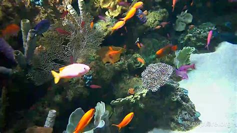 Five Best Underwater Snapshots Of The Week Explore