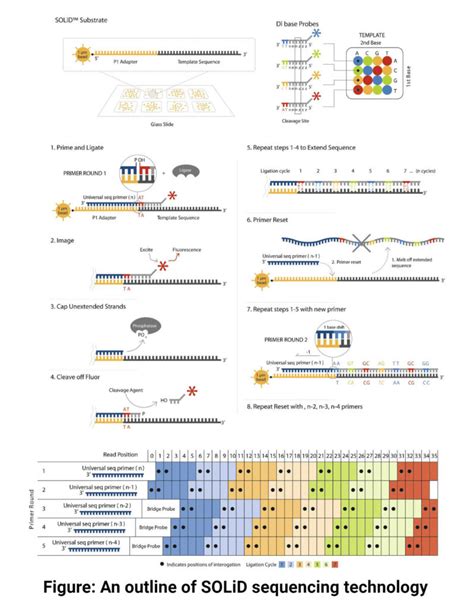 Massively Parallel Sequencing Mps Principle Steps Uses