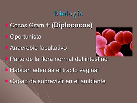 Enterococcus