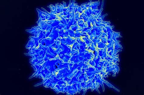 Systematic Detection Of Co Infection And Intra Host Recombination In