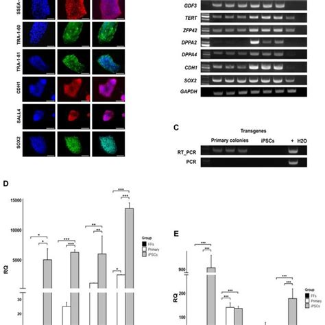 real time rt qpcr analysis of lineage specific marker expression a