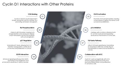 Cyclin D1 Cell Cycle Regulation Cancer Biomarker Ppt Template St Ai Ppt Slide