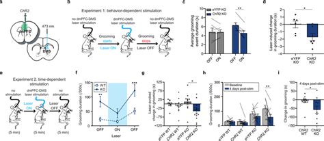 Optogenetic Stimulation Of Dmpfc Dms Projections Reduces Compulsive Download Scientific Diagram
