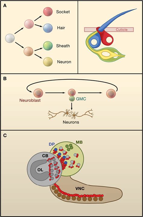 Asymmetric Cell Division Semantic Scholar