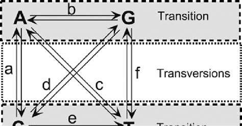 32 1 Substitution Matrix Showing The Two Possible Transitions And 4