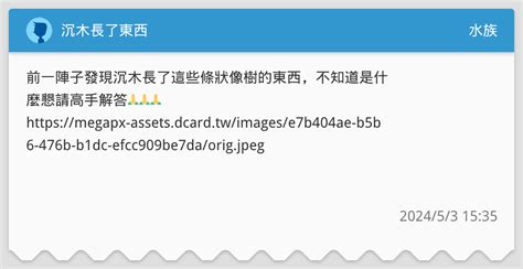 沉木長了東西 水族板 Dcard