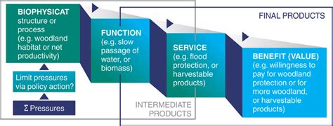 5 The Relationship Between Biodiversity Ecosystem Function And Human Download Scientific