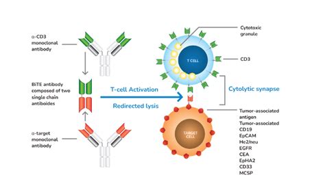 Baffr Car T Cells Pepromene Bio Incpepromene Bio Inc