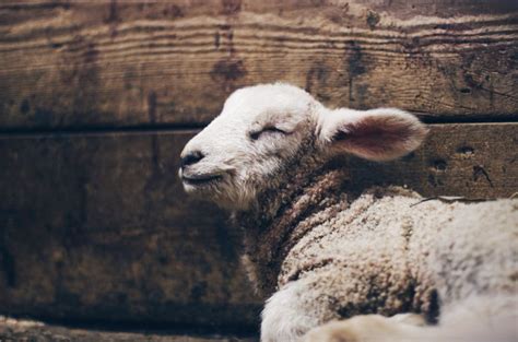 The Passover Lamb What Passover Means To Christians — Firm Israel