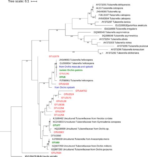 maximum likelihood tree obtained from the its2 sequence alignment of