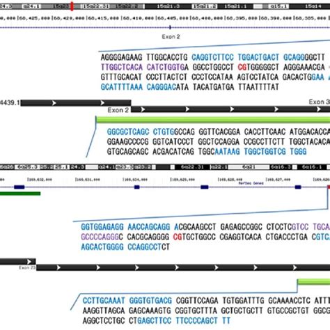 Schematic Representation Of The Human Integrin Subunit Alpha 11 A And