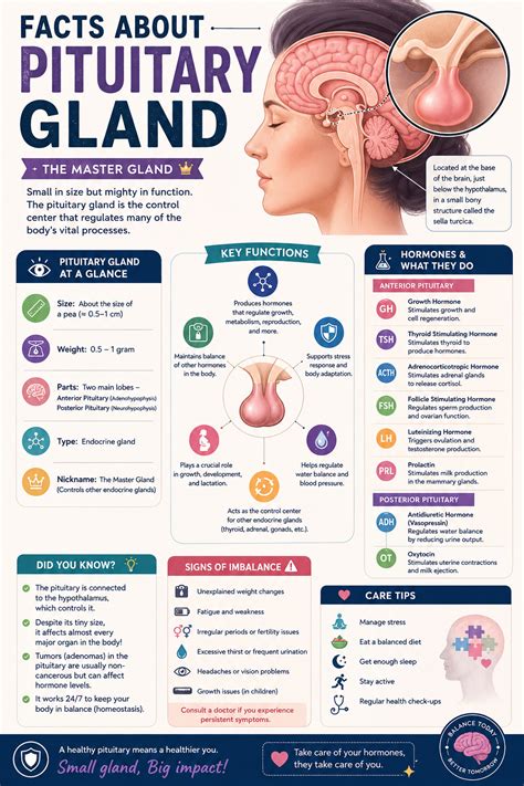 Pituitary Gland Hormones Medical Influence To Human Organs Outline Diagram Artofit