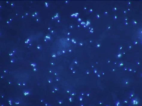 Dapi Staining And Counting Under Microscope Download Scientific Diagram
