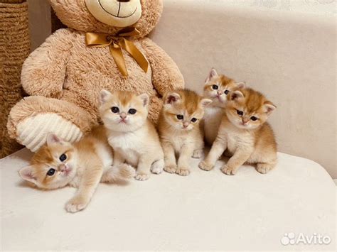 Британская золотая шиншилла купить в Москве Животные и зоотовары Авито