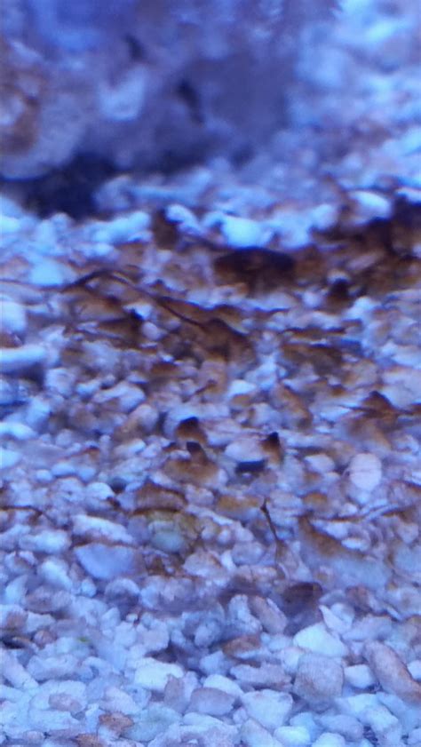 Rust Colored Algae Reef Reef