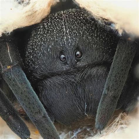 Velvet Spider