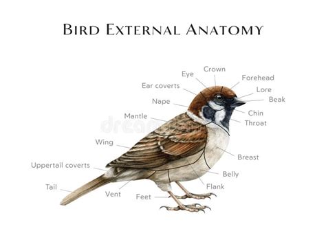 External Bird Anatomy Study Table Watercolor Illustration Realistic